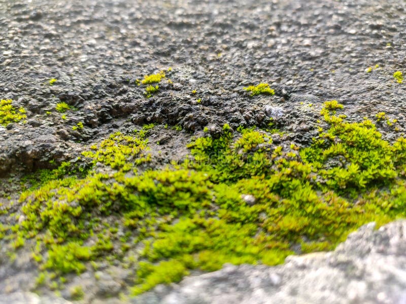 Hongo Verde En El Techo De Cemento Imagen de archivo - Imagen de hongo ...