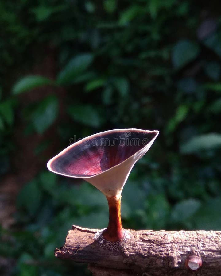 Hongo xanthopus microporus foto de archivo. Imagen de invertebrado ...