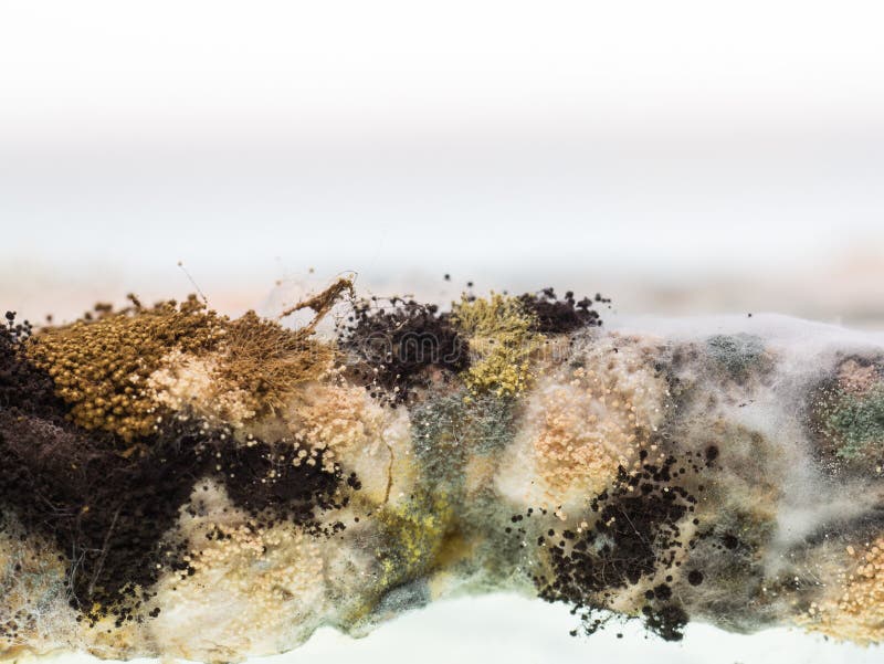 Hongo en el pan foto de archivo. Imagen de putrefacto - 9754520