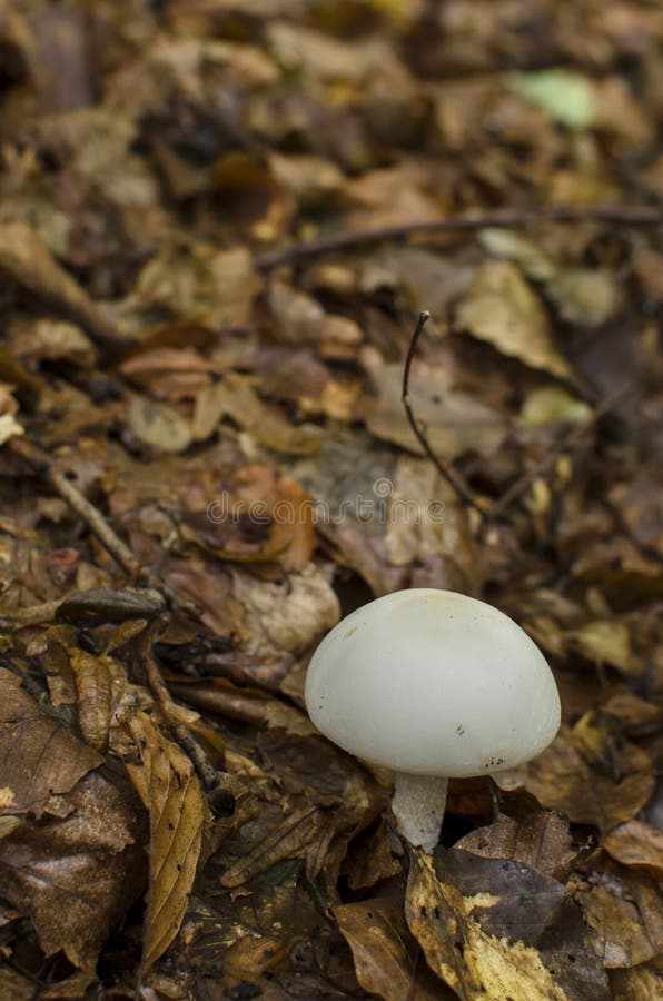 Hongos blancos foto de archivo. Imagen de hoja, mojado - 27105792