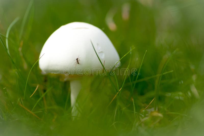 Hongos Blancos De Dapperling Foto de archivo - Imagen de seta, blanco ...