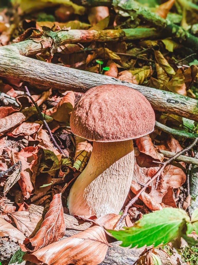 Hongos Blancos En El Bosque. Cierre De Hongos Blancos. Hongos En El ...