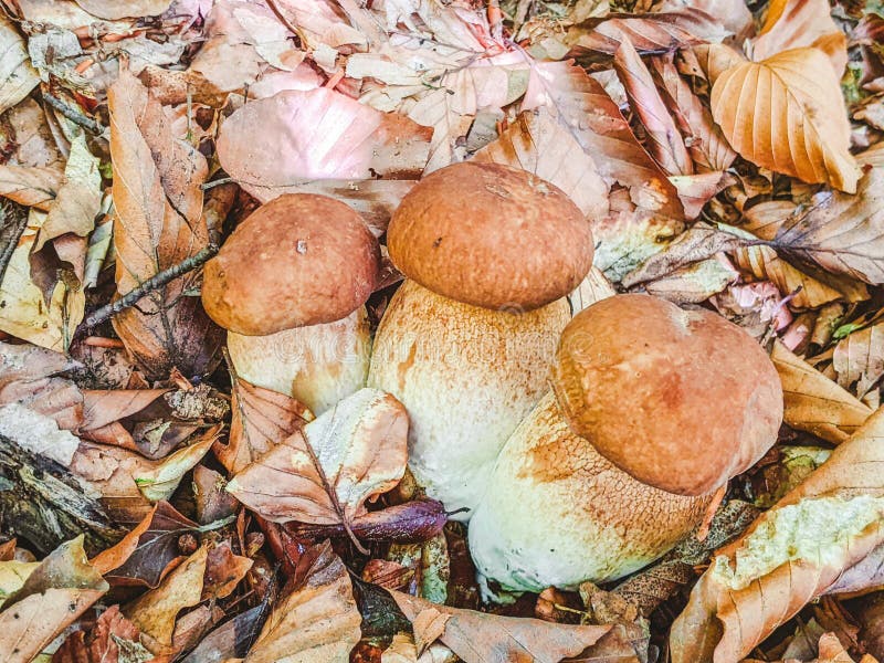 Hongos Blancos En El Bosque. Cierre De Hongos Blancos. Hongos En El ...