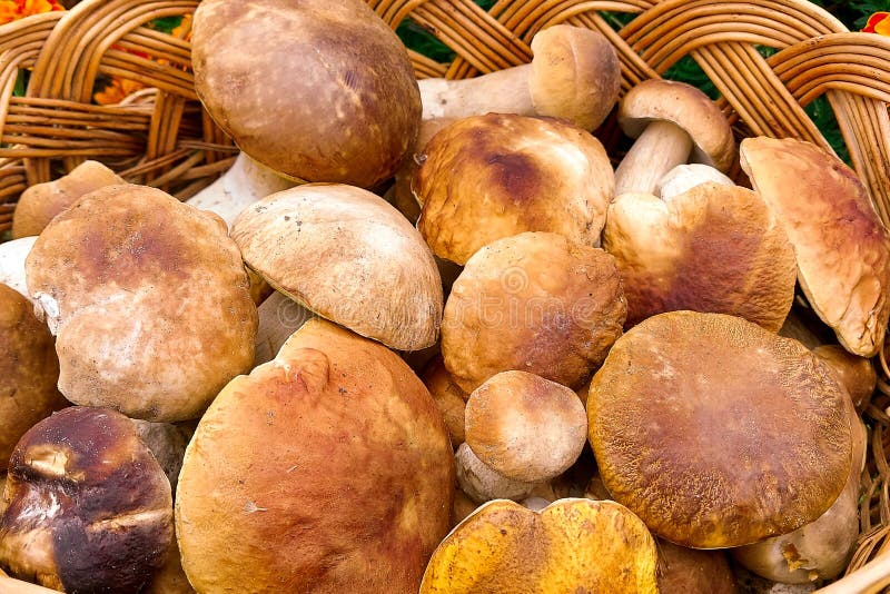 Hongos. Cesta Completa Con Hongos Cerrados. Hongos Imagen de archivo ...