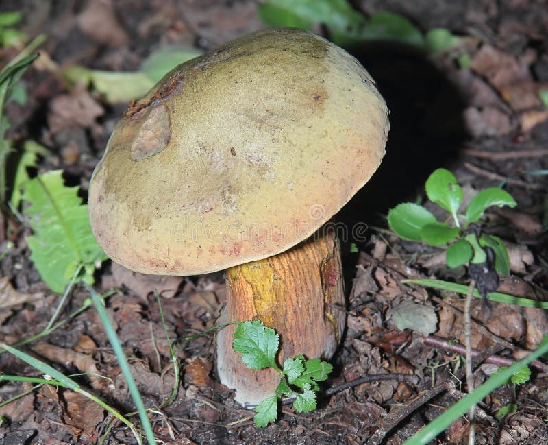 Hongos Comestibles, Comida Vegetariana E Ingredientes Para Cocinar Foto ...