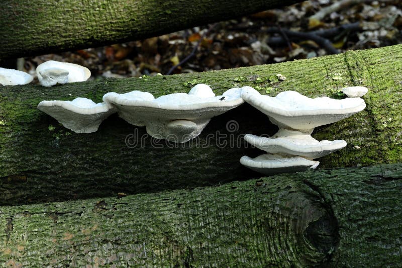 Hongos De La Caída En El árbol Foto de archivo - Imagen de campo ...