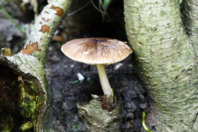 Hongos De La Caída En El árbol Foto de archivo - Imagen de musgo, setas ...