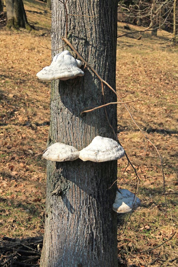 Hongos de la yesca imagen de archivo. Imagen de fruta - 113754677