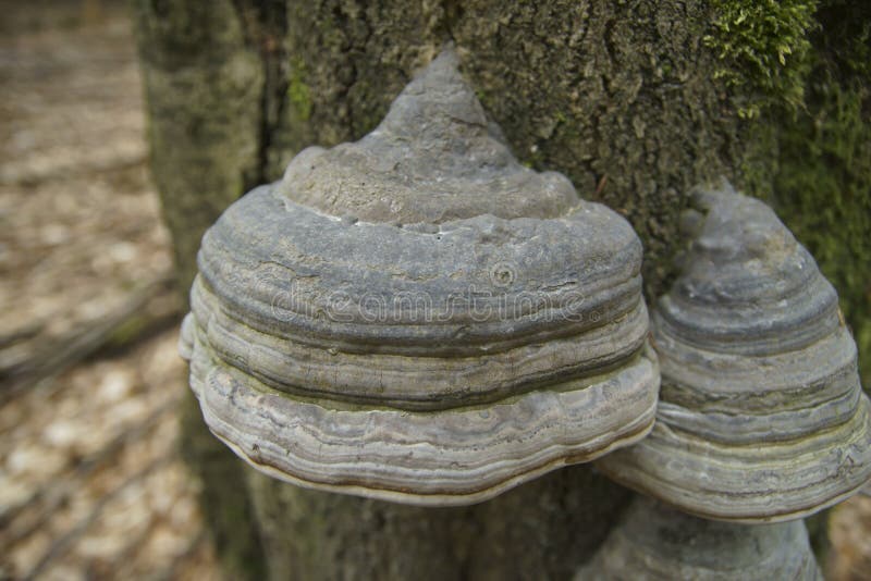 Hongo de la yesca foto de archivo. Imagen de hielo, conejo - 37711906