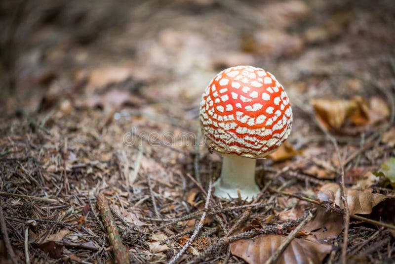 imágenes comunes del Hongos De Seta Rojos - los derechos de la ...