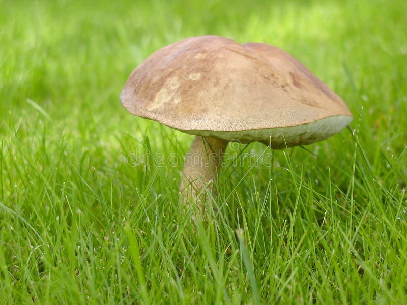 Hongos de seta salvajes imagen de archivo. Imagen de escandinavia ...