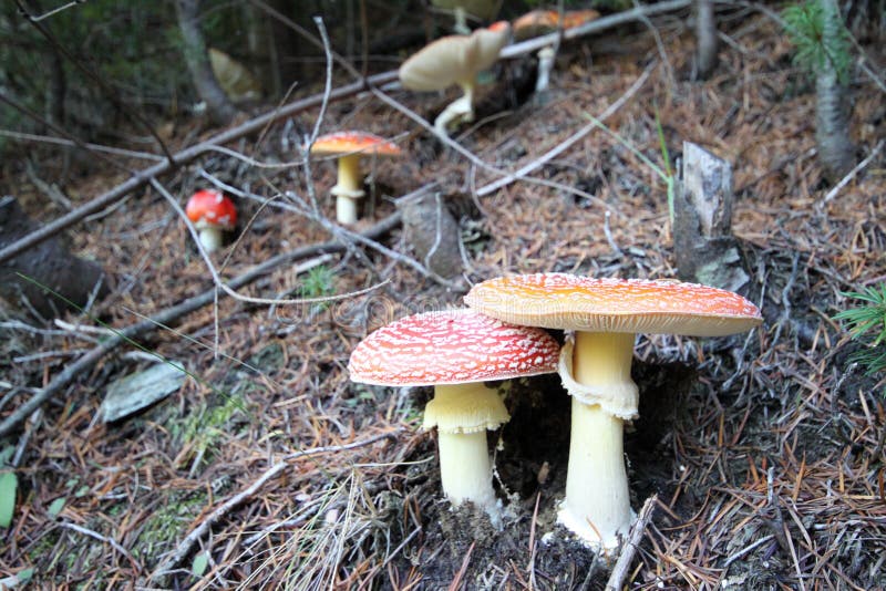 Hongos del bosque imagen de archivo. Imagen de esporas - 14901831