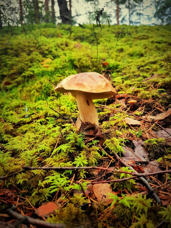 Hongos en el bosque foto de archivo. Imagen de hoja - 188130732