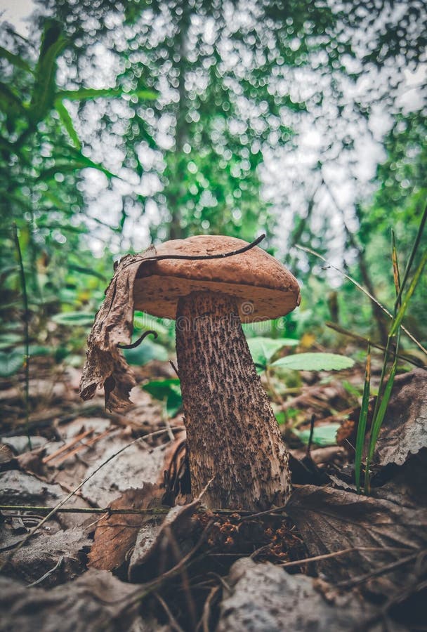 Hongos en el bosque foto de archivo. Imagen de selva - 226483130
