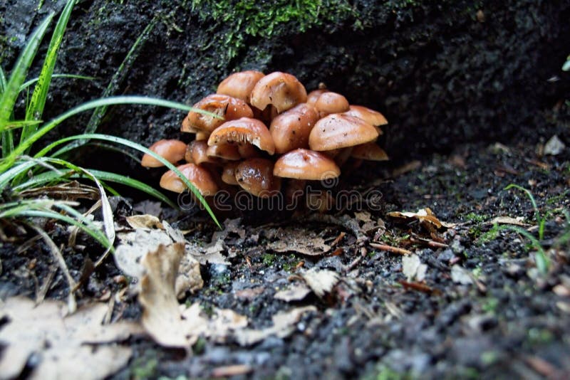 Hongos en el bosque foto de archivo. Imagen de emparedado - 236264098