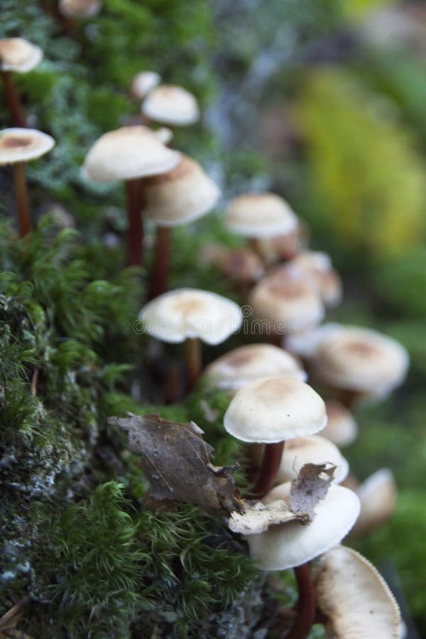 Hongos en el bosque foto de archivo. Imagen de verde - 240509884