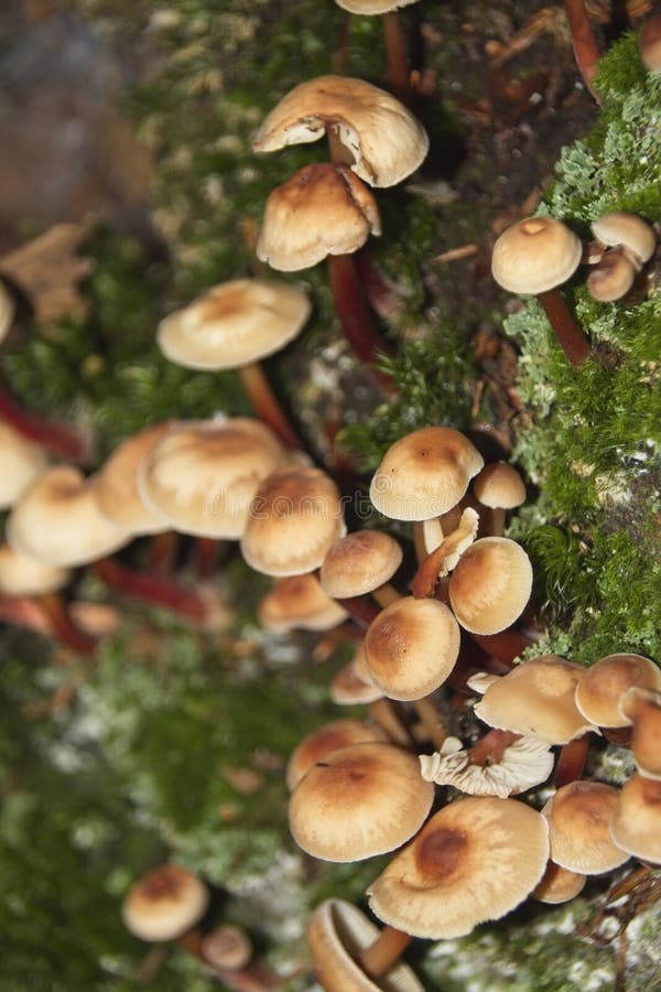 Hongos en el bosque foto de archivo. Imagen de toadstool - 240509894