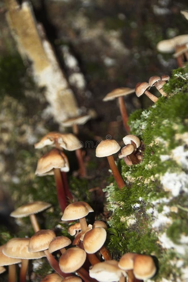 Hongos en el bosque imagen de archivo. Imagen de agricultura - 240509897