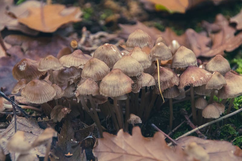 Hongos en el bosque imagen de archivo. Imagen de verde - 248888375