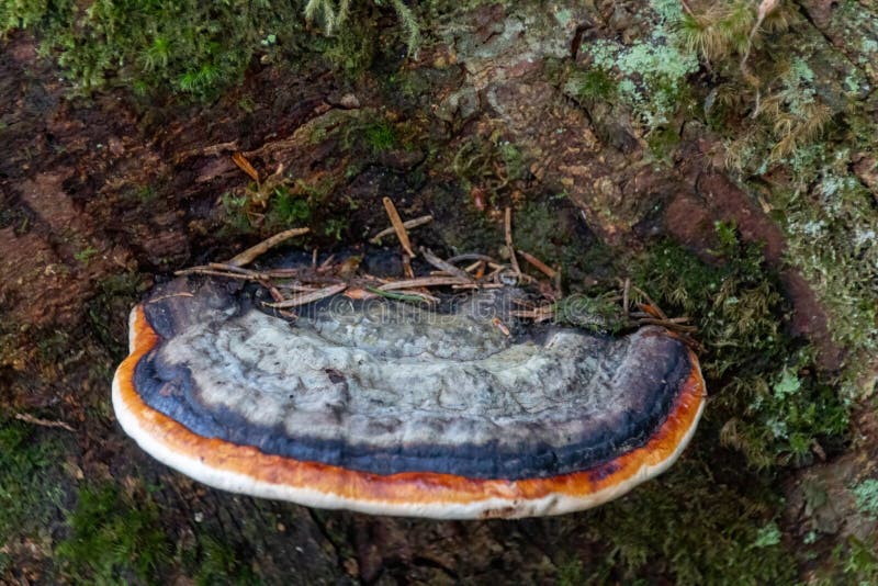 Hongos en el bosque imagen de archivo. Imagen de setas - 250311767