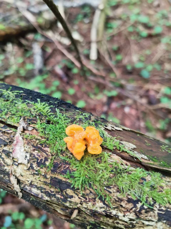 Hongos en el bosque foto de archivo. Imagen de selva - 256009974