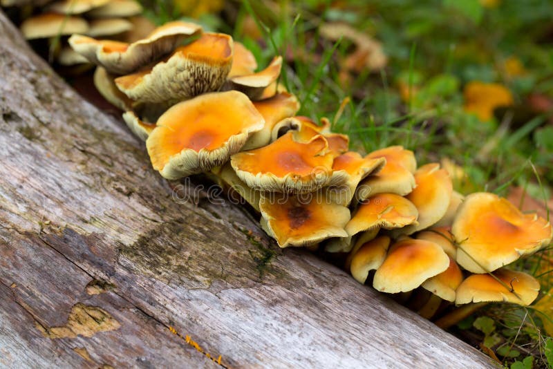 Hongos en el bosque imagen de archivo. Imagen de travieso - 259750943