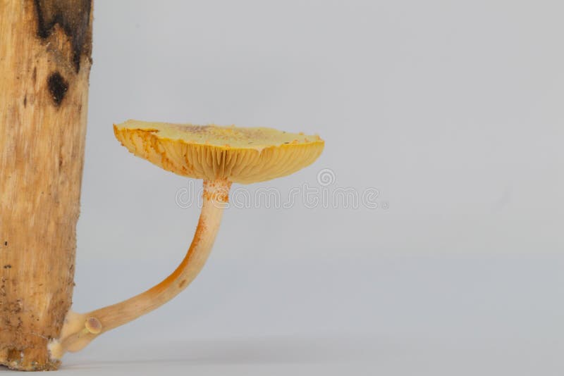 Hongos En La Madera Podrida Imagen de archivo - Imagen de seta ...