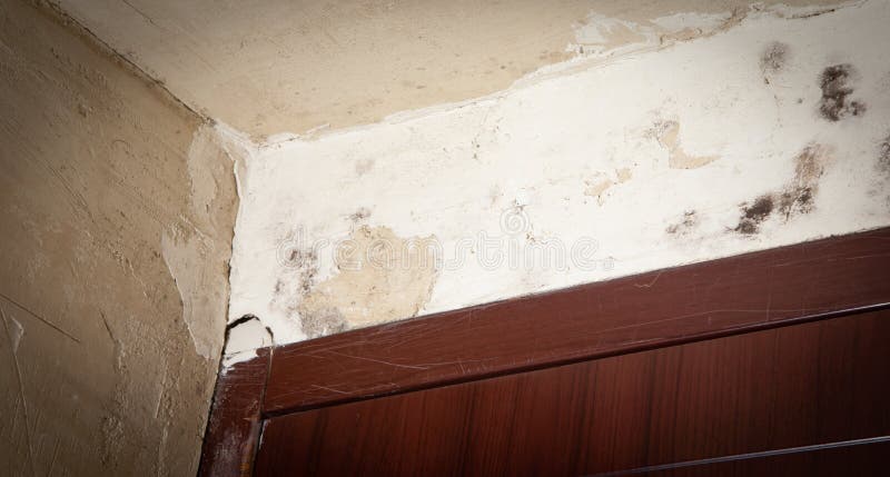 Hongos en la pared en casa imagen de archivo. Imagen de bacterias ...