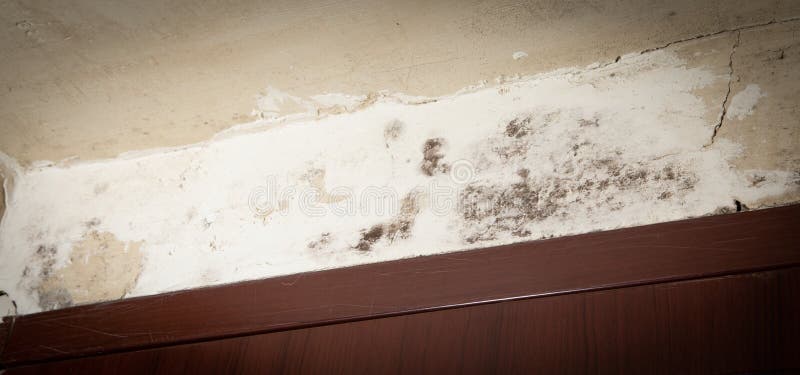 Hongos en la pared en casa foto de archivo. Imagen de alergia - 261715350