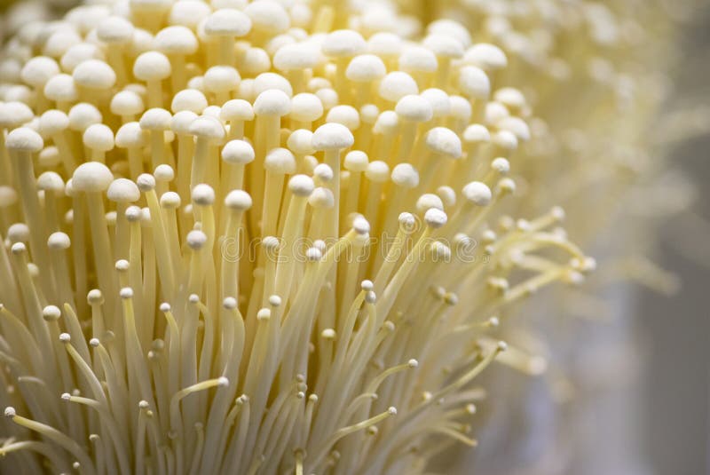 Hongos Enoki frescos imagen de archivo. Imagen de asia - 157176709