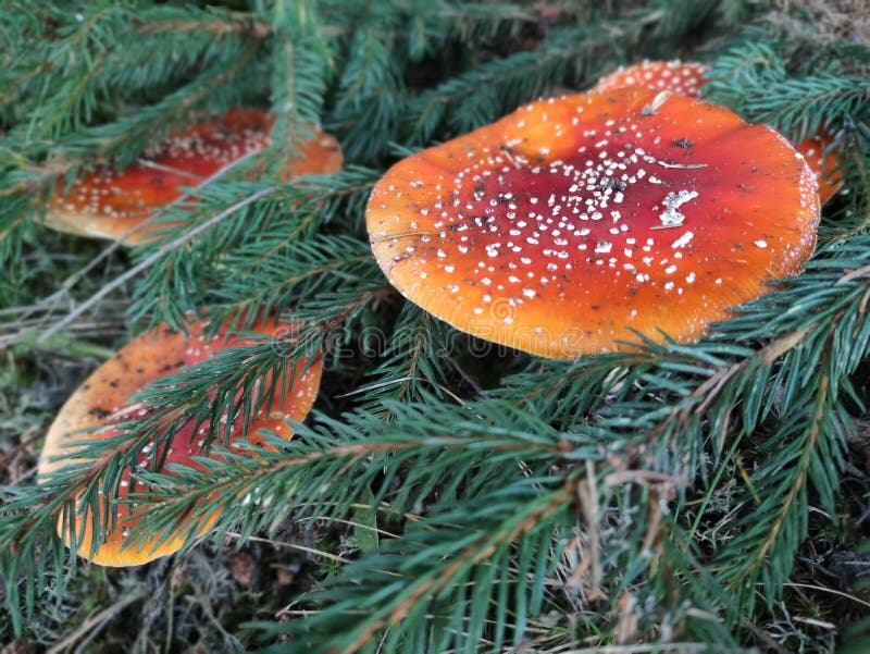 Hongos Envenenamiento Mosca Mosca Selva Agria Imagen de archivo ...