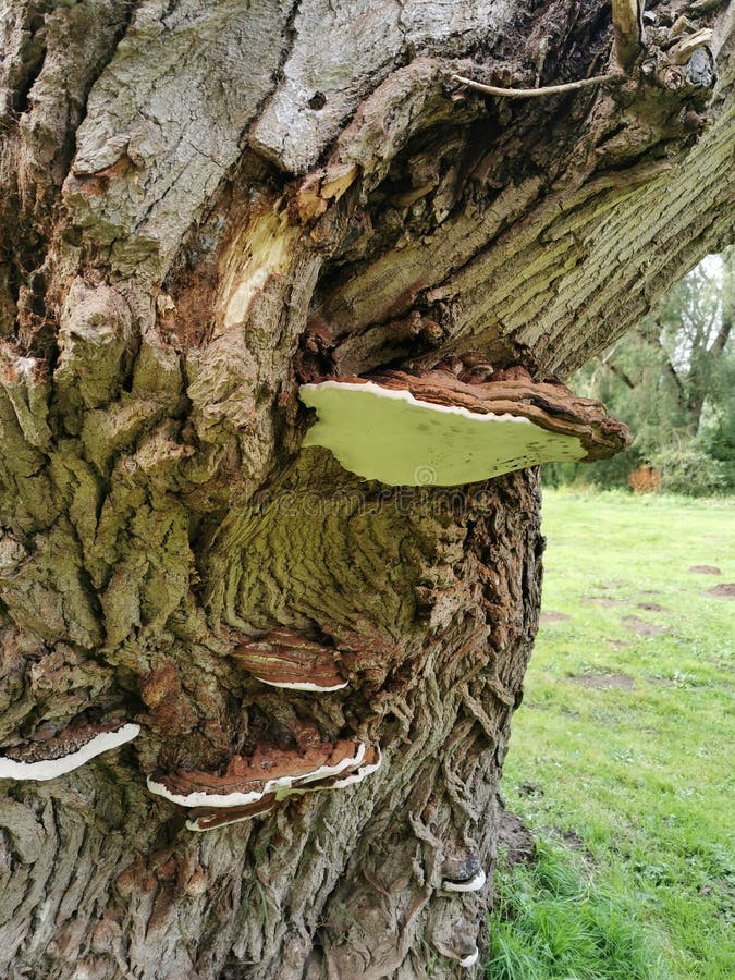 Hongos Grandes Ganoderma Applanatum Foto de archivo - Imagen de ...