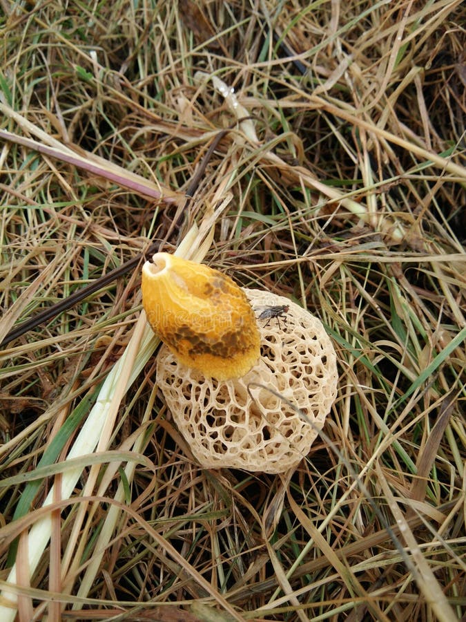 Hongos hermosos foto de archivo. Imagen de hongos, hermoso - 123518836