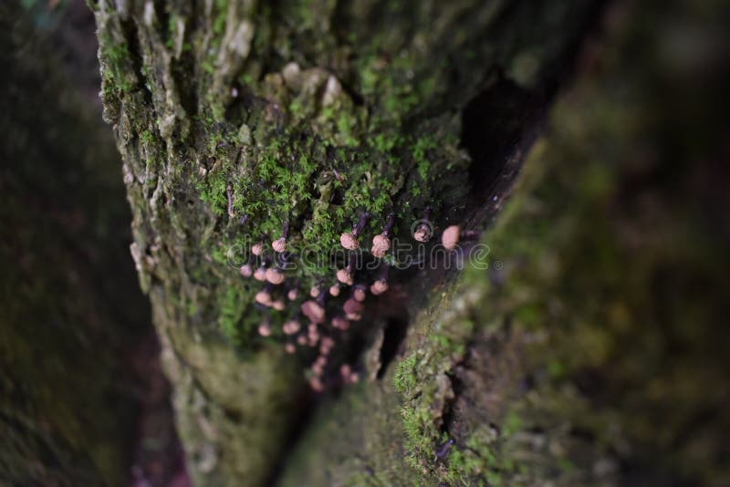 Hongos mushrooms stock photo. Image of elsalvador, latinoamerica ...