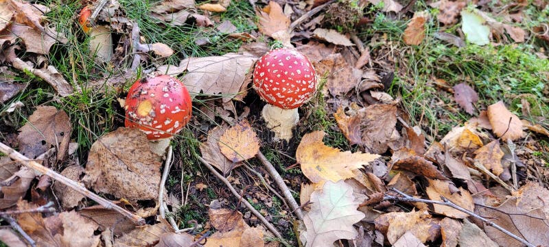 Hongos Hongos Venenosos Al Aire Libre Salvajes Imagen de archivo ...