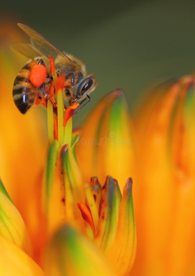 Honig-Biene stockbild. Bild von garten, blume, blütenstaub - 25293191