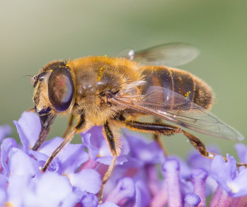 Honig-Biene auf Blume stockfoto. Bild von biene, honig - 43150730
