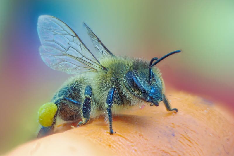 Honig-Biene stockbild. Bild von biene, honig - 25293191