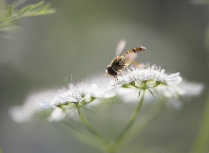Honingbij of honingbij stock foto. Image of beeld, tuinieren - 114210110