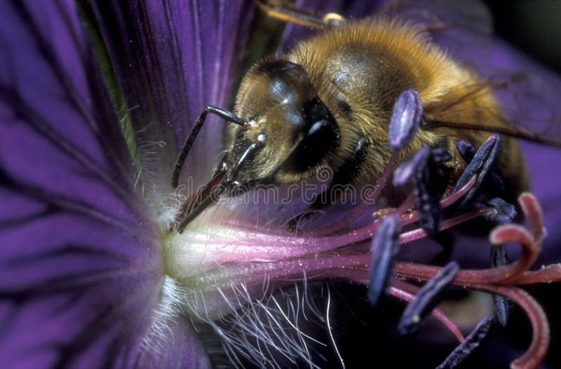 Groep Bij of Honingbij, Apis Mellifera Stock Afbeelding - Image of goud ...