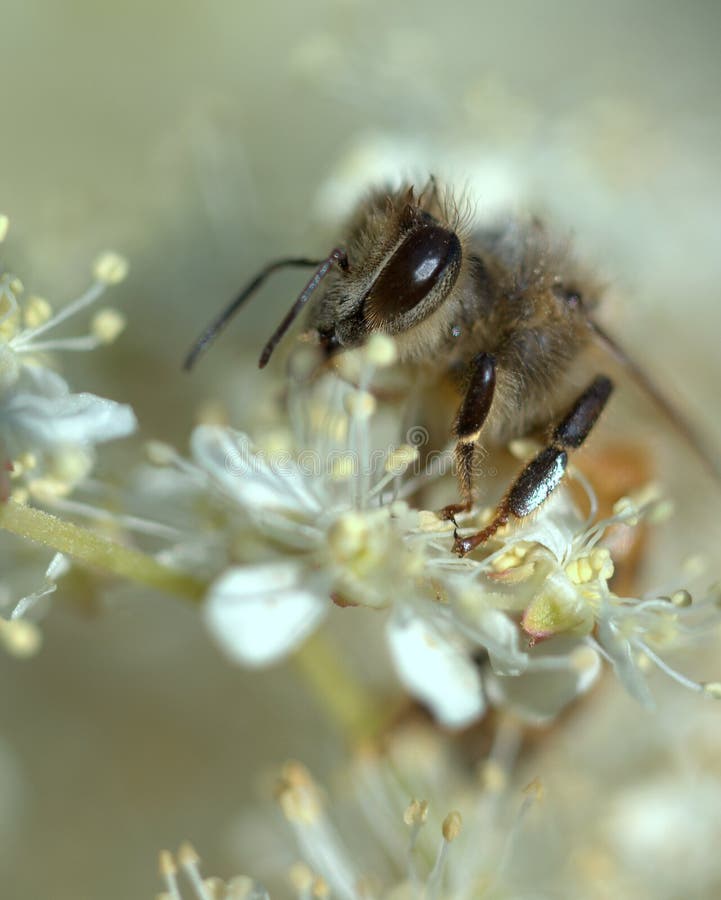 Honingbij in Een Witte Droom Stock Foto - Image of ogen, lichaam: 61250944