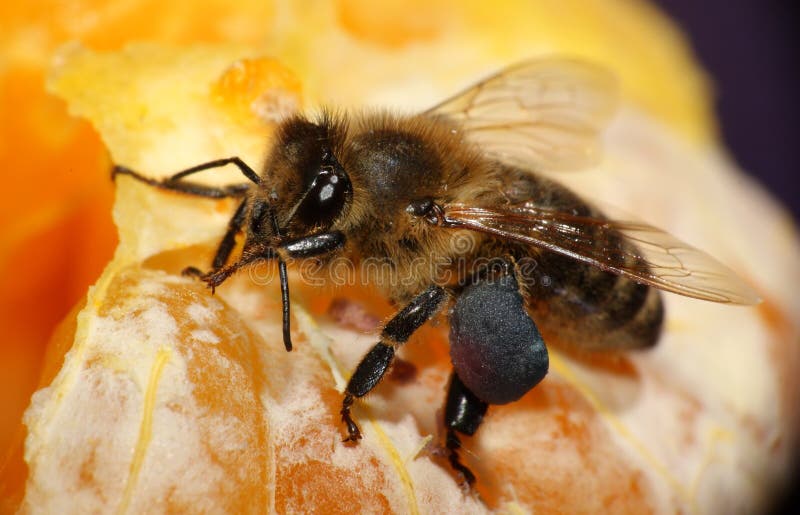 Honingbij op Oranje Fruit stock foto. Image of honingbij - 15573682