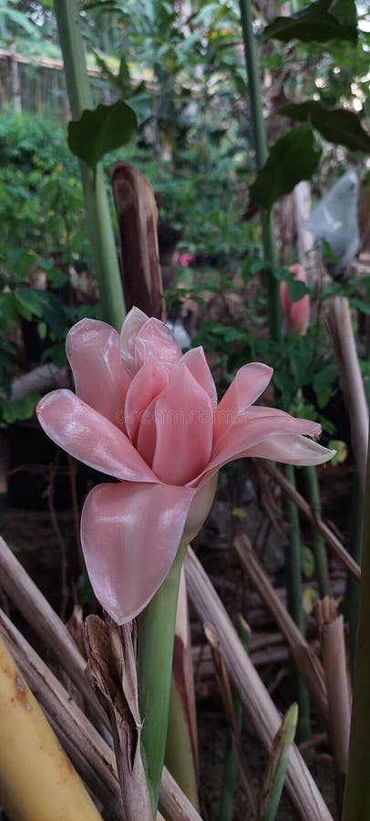 The Honje Flower Also Known As Kecombrang Flowers Stock Image - Image ...