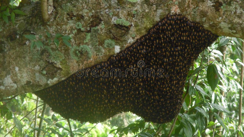 Honny Bee of Sir Lanka Weeoya Stock Photo - Image of lanka, weeoya ...
