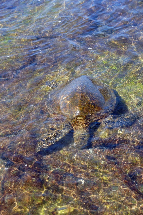 Hono, green sea turtle stock image. Image of pacific - 27997539