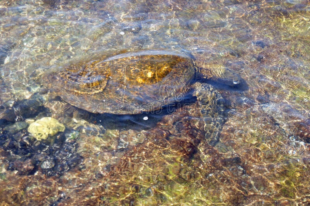 Hono, green sea turtle stock photo. Image of pacific - 27997544