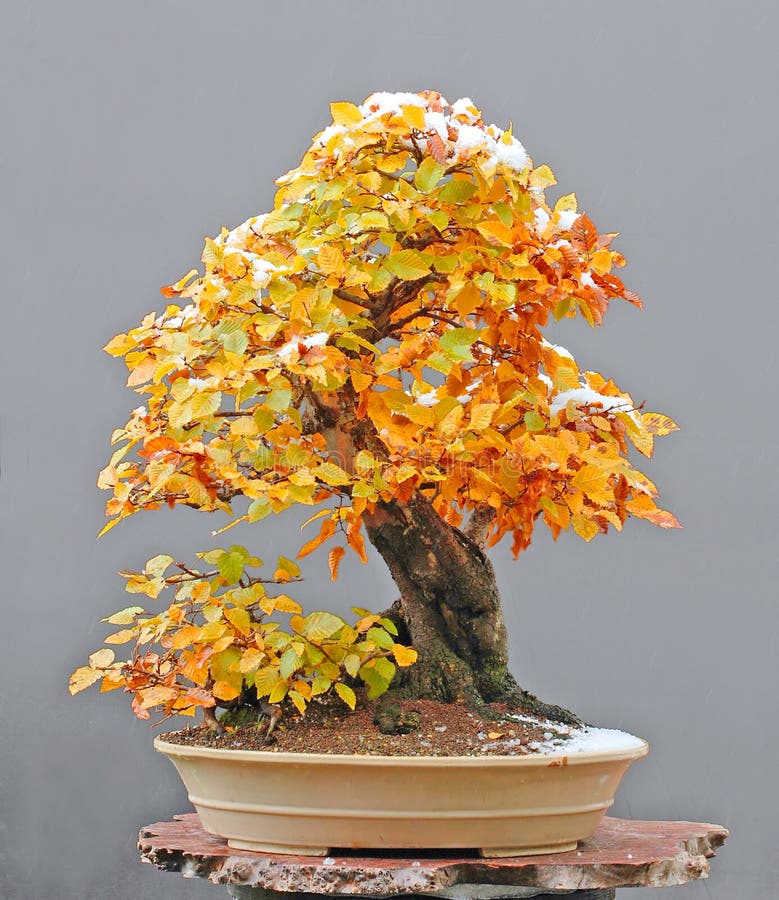 Birch bonsai in fall color stock photo. Image of yellow - 1585936