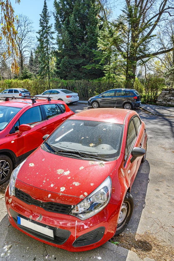 Bird dropping frog stock photo. Image of guyane, pets - 19749454