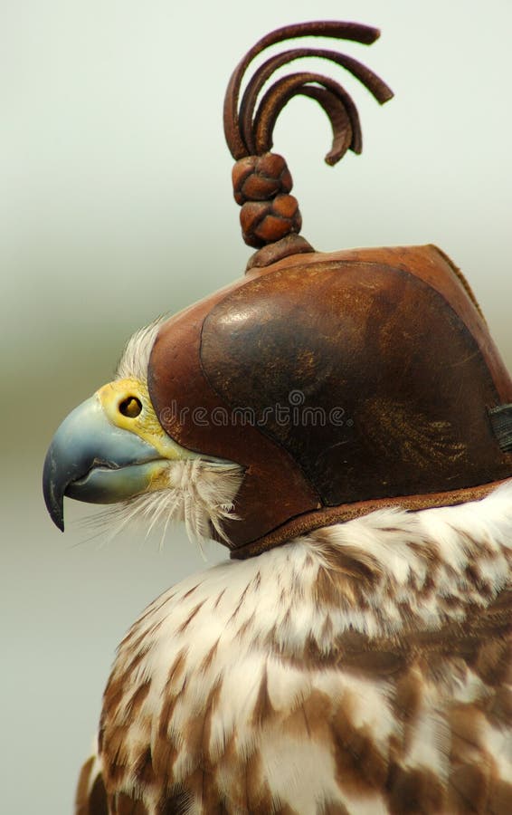 Hooded Bird stock photo. Image of soar, falconry, predator - 600624