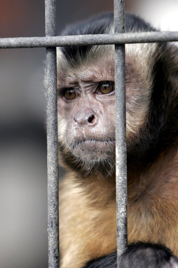 Hooded Capuchin Monkey Behind Bars Stock Image - Image of away ...